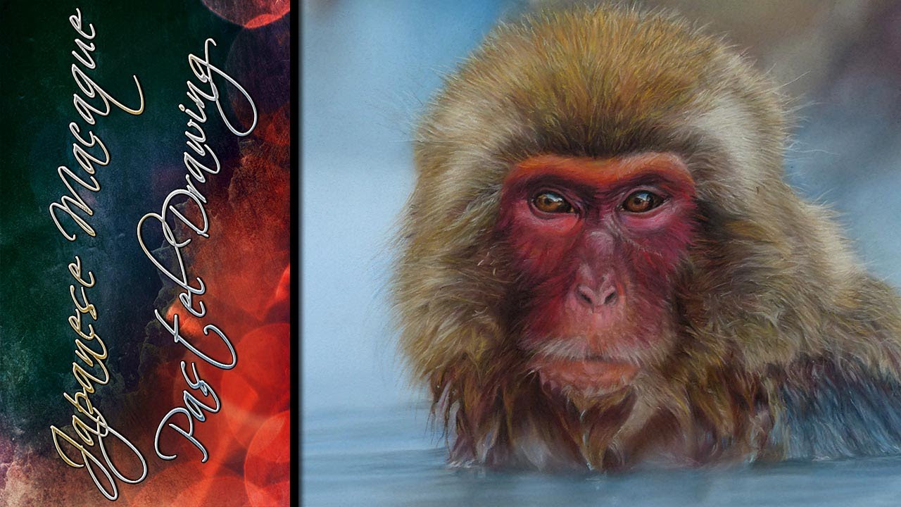 Japanese Macaque Drawing - YouTube