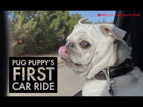 Pug Puppy went on his first car ride and can’t contain his excitement ...