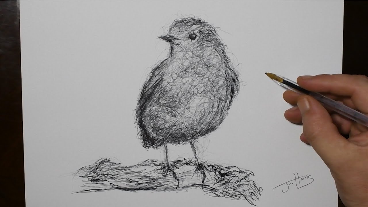 How to Draw a Robin | Amazing Realistic Pen Drawing / Scribble Art ...