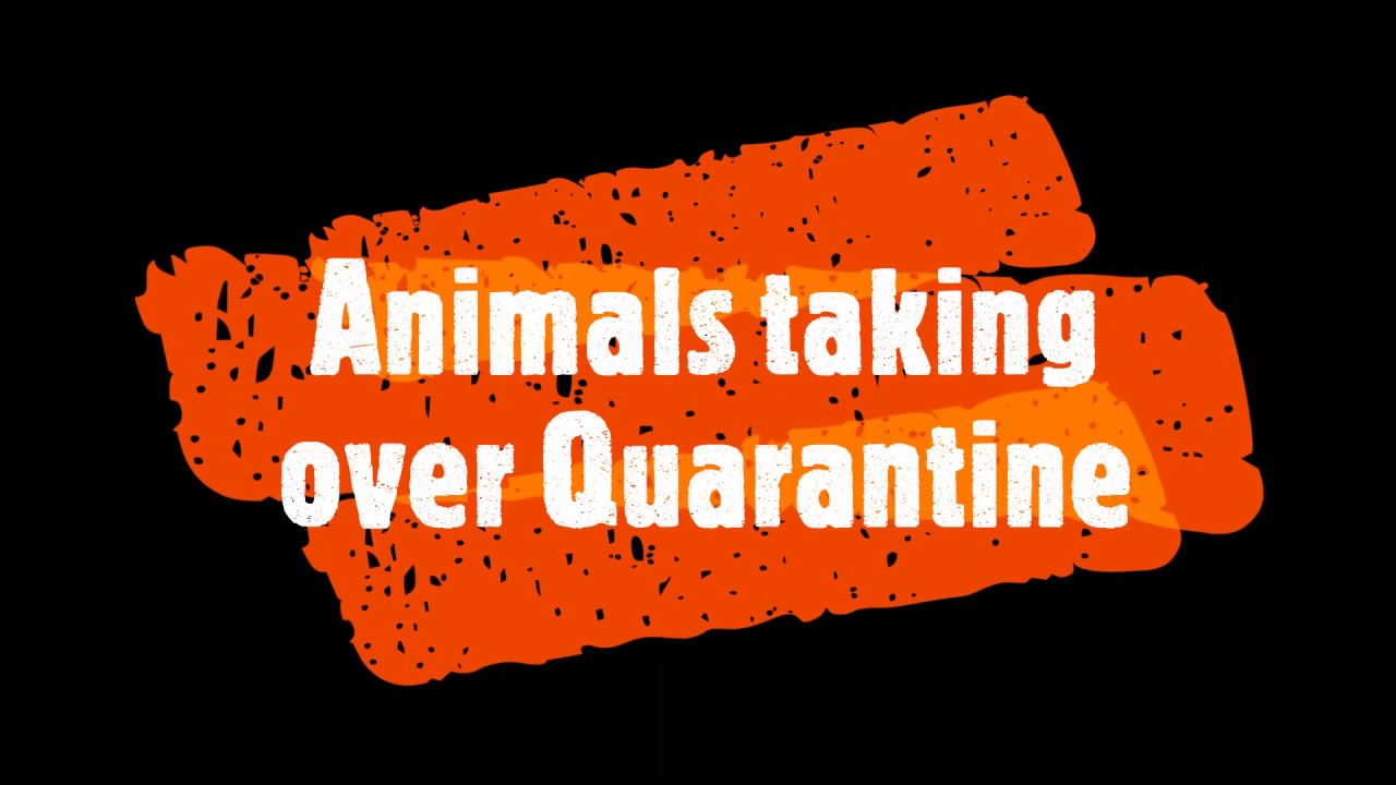 ANIMALS TAKING OVER QUARANTINE - YouTube