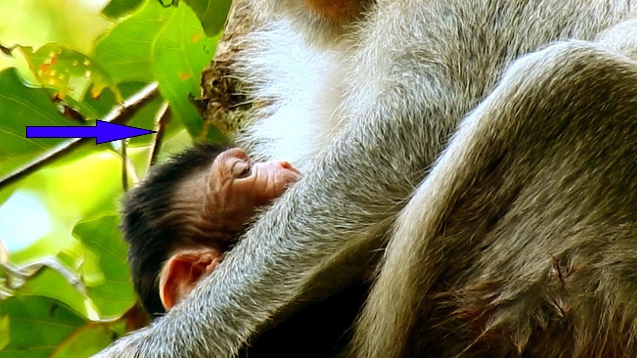 New Born Baby Monkey Of Mommy Jane, Seeing The New world For First Day ...
