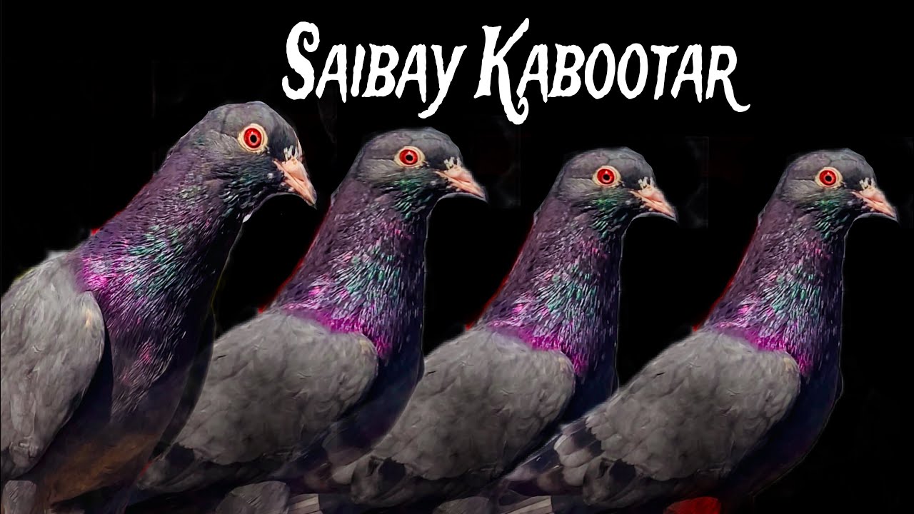 Saibay Kabootar Beautiful Pigeon High Flying Kabootar - YouTube