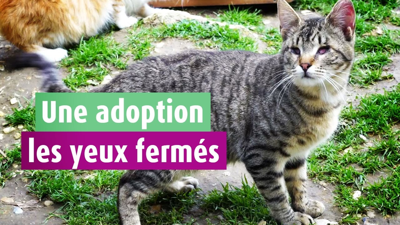 Steewie, un chat craquant malgré son handicap - YouTube