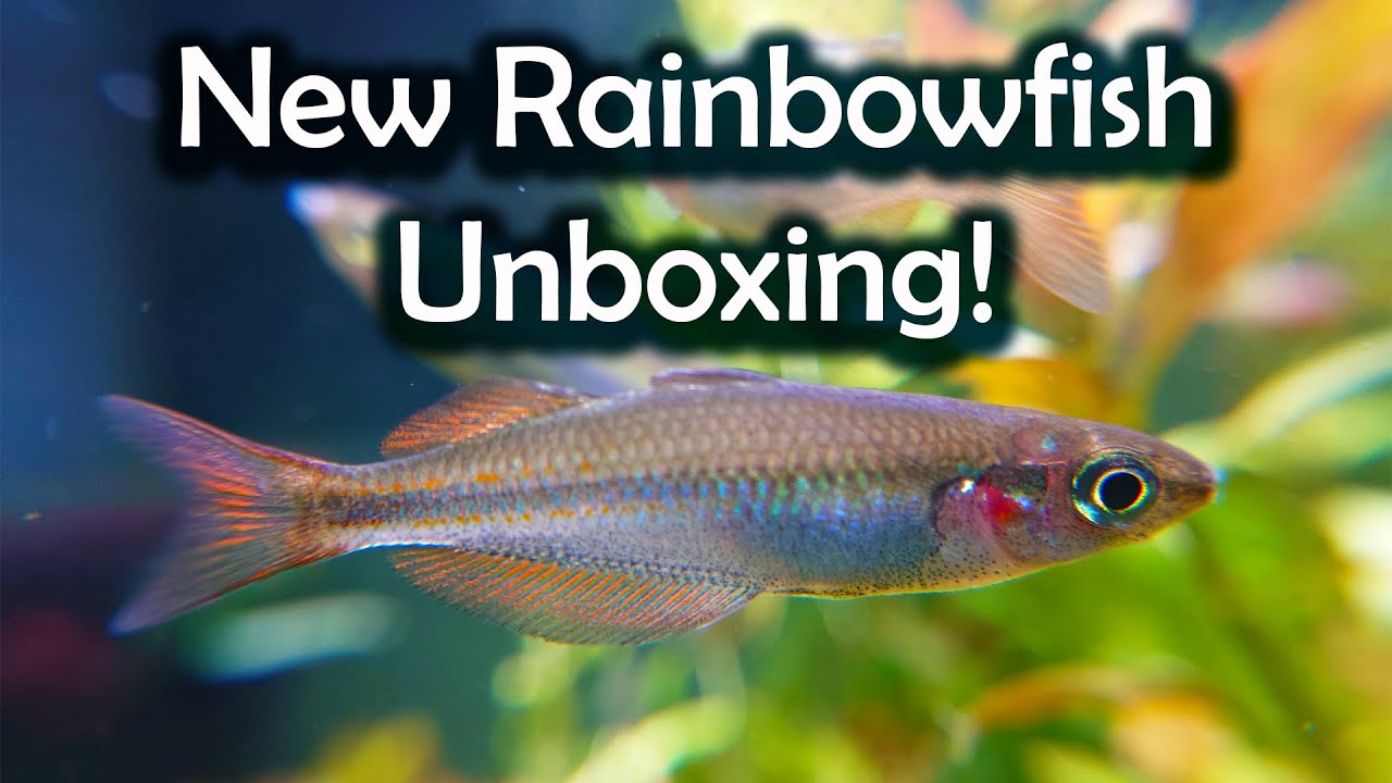 Beautiful Rainbowfish from RARE collection point Melanotaenia Goldiei ...