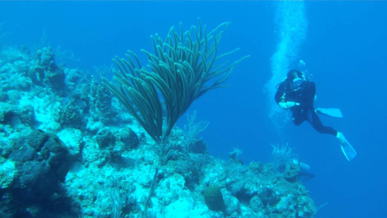 Turks and Caicos scuba diving - YouTube