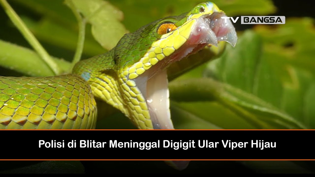 Polisi di Blitar Meninggal Digigit Ular Viper Hijau - YouTube