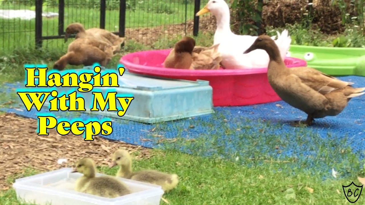 Hangin With My Peeps (Cute Baby Geese & Duck Friends) - YouTube