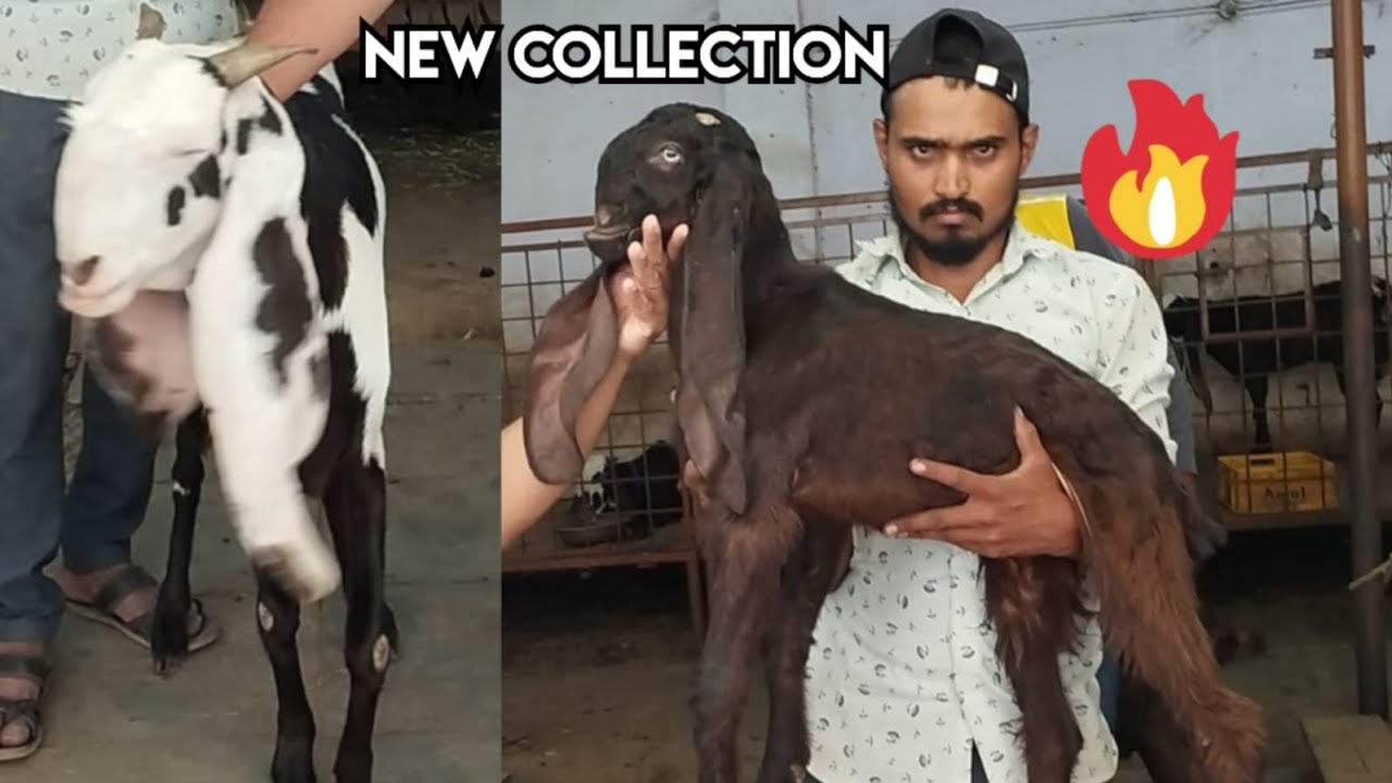 Hassan goat farm Charminar murgi Chowk location Hyderabadi nasi or ...