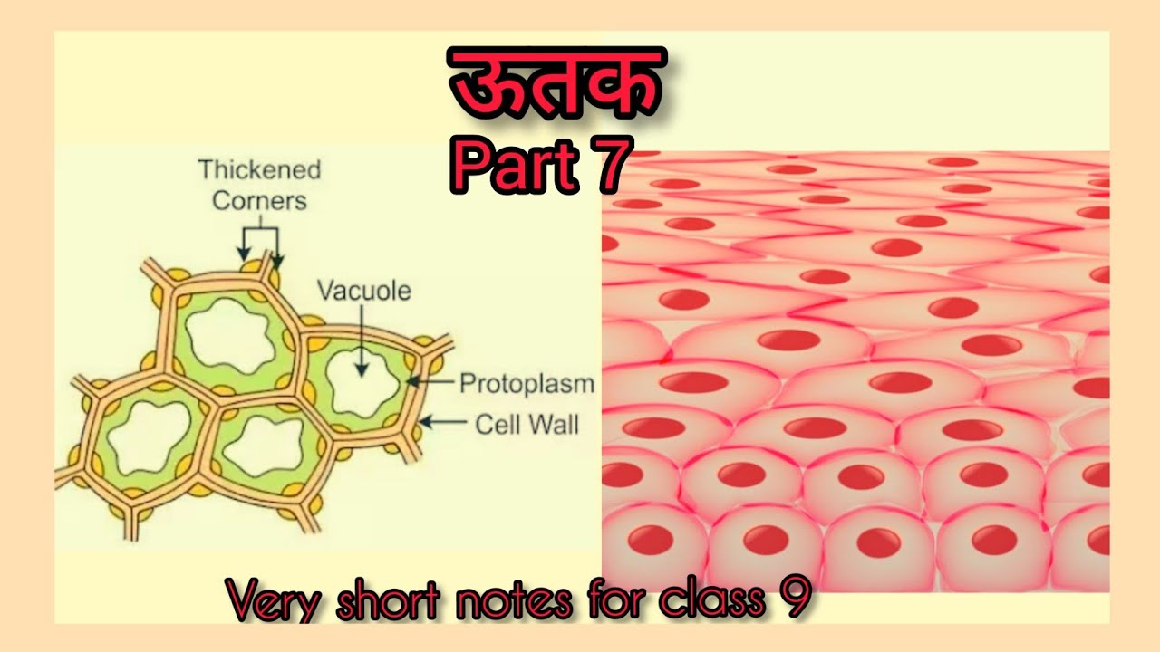 very short biology notes for class 9th chapter 6 tissue - YouTube