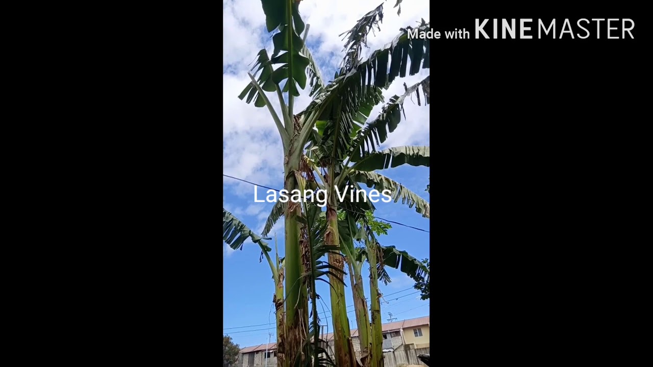 NESCAFE PARODY - YouTube