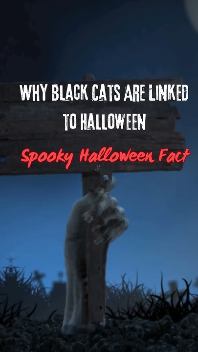 Why Black Cats Are Linked to Halloween | Spooky Halloween Fact 🐈‍⬛ ...