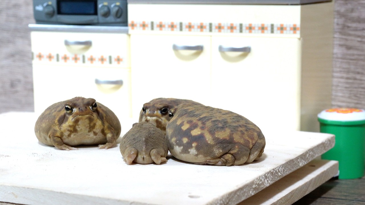 Rain frog kids helping their Mom - YouTube