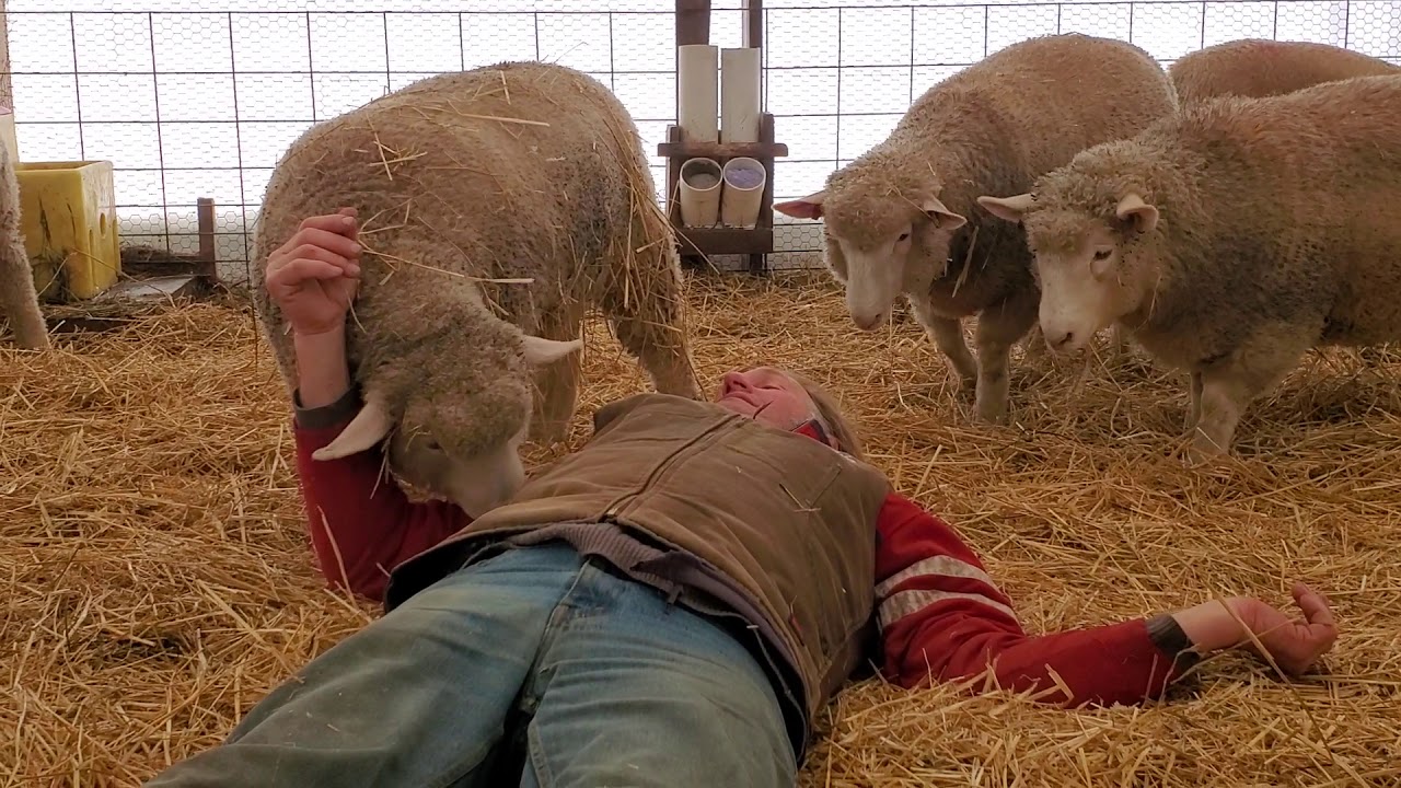 Sheep Farming: Taming Sheep - YouTube