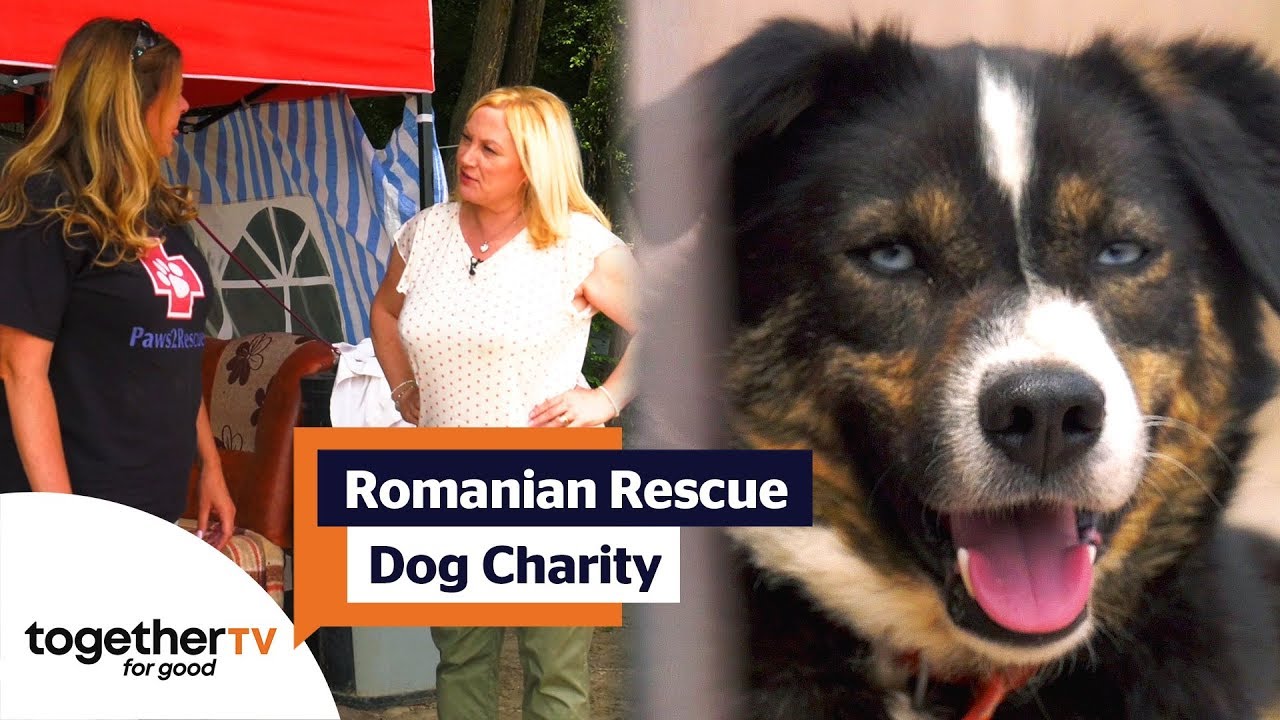 The Charity Tackling Romania's Stray Dog Problem | Brits Rescue ...
