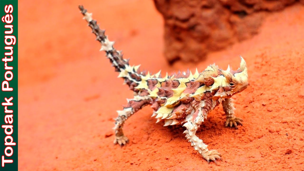 10 Animais incríveis que habitam o deserto - YouTube
