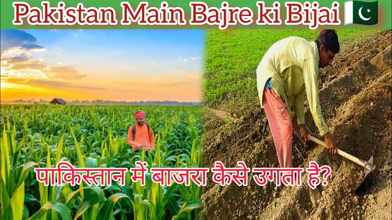 Pakistan Main Bajre ki Bijai||पाकिस्तान में बाजरा कैसे उगता है ...