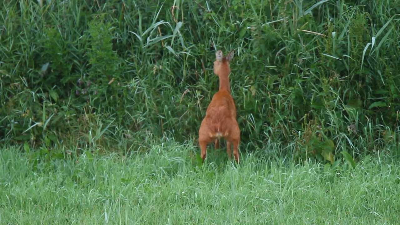 Ree plassen en eten. - YouTube