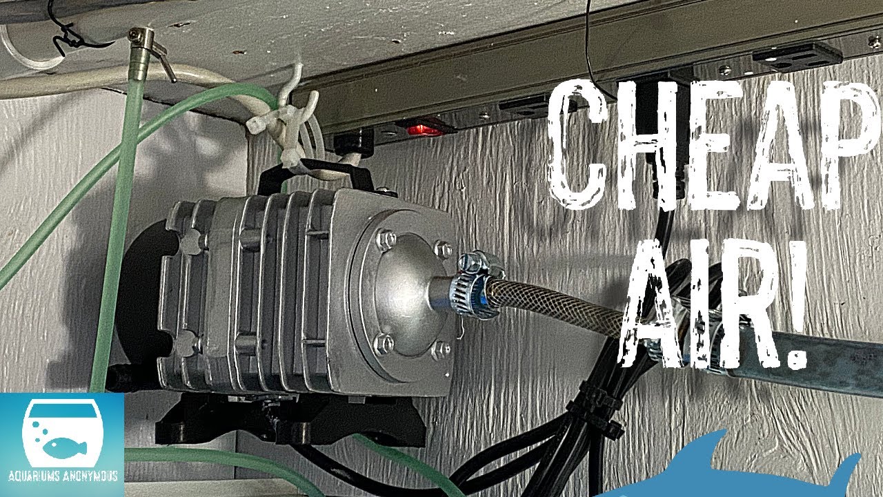 Expanding Our Fish Room- How To Add Air For Cheap Filtration - YouTube