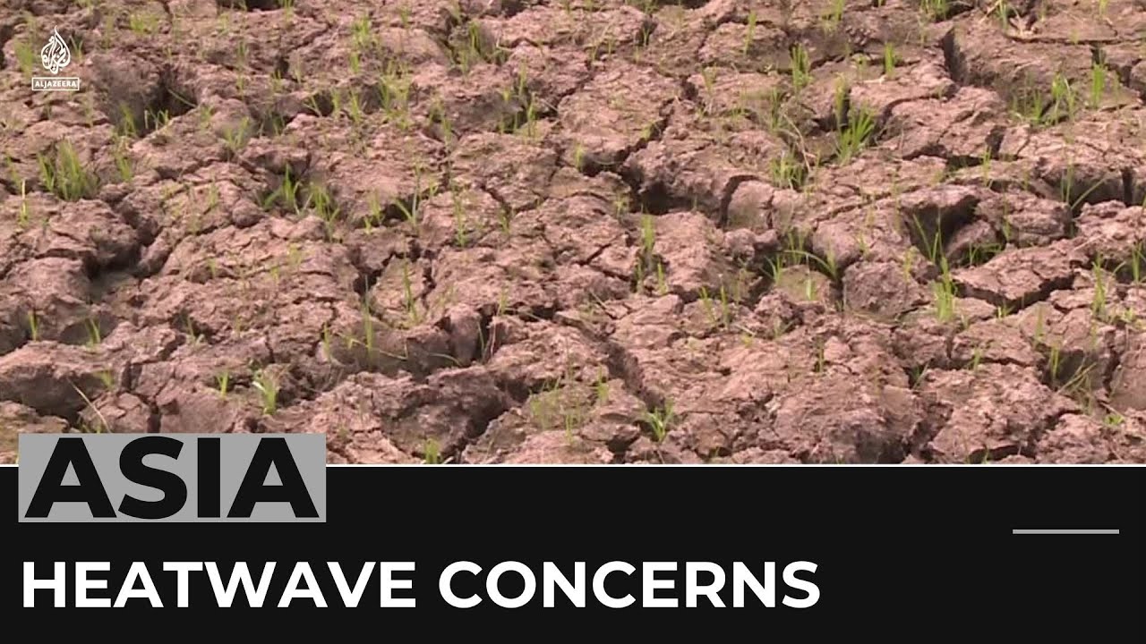 Asia heatwave: Dry spell rings alarm for rice production - YouTube