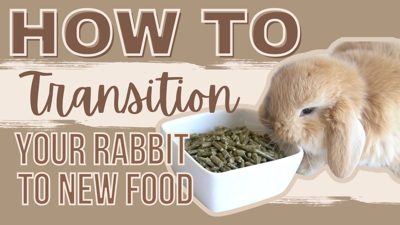 How to Transition your Rabbit to New Food - YouTube