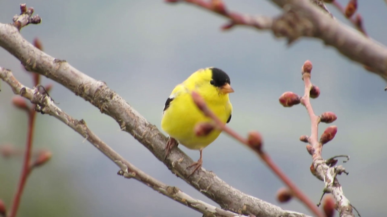 Goldfinch Singing - YouTube