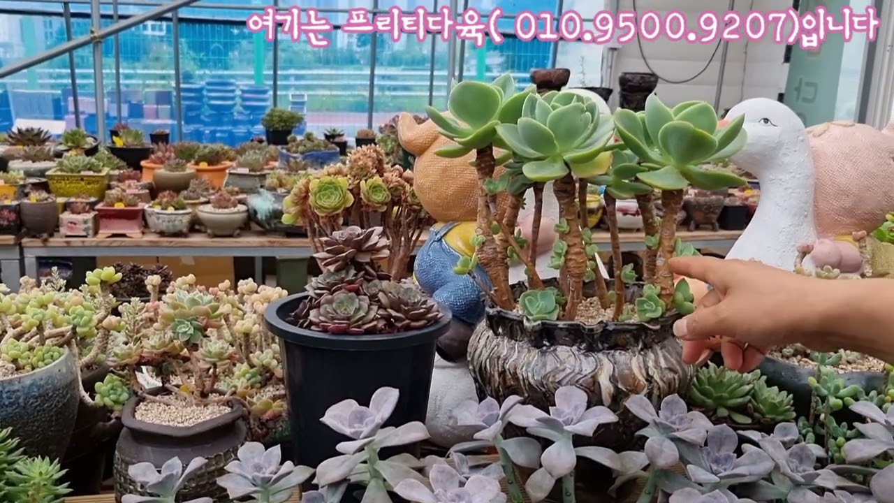 프리티다육 사장님께 고목나무에서 자구 틔운 비법 알아봅니다 프리티데이 결방이유와 농장 오픈 시간 말씀드려요 Youtube