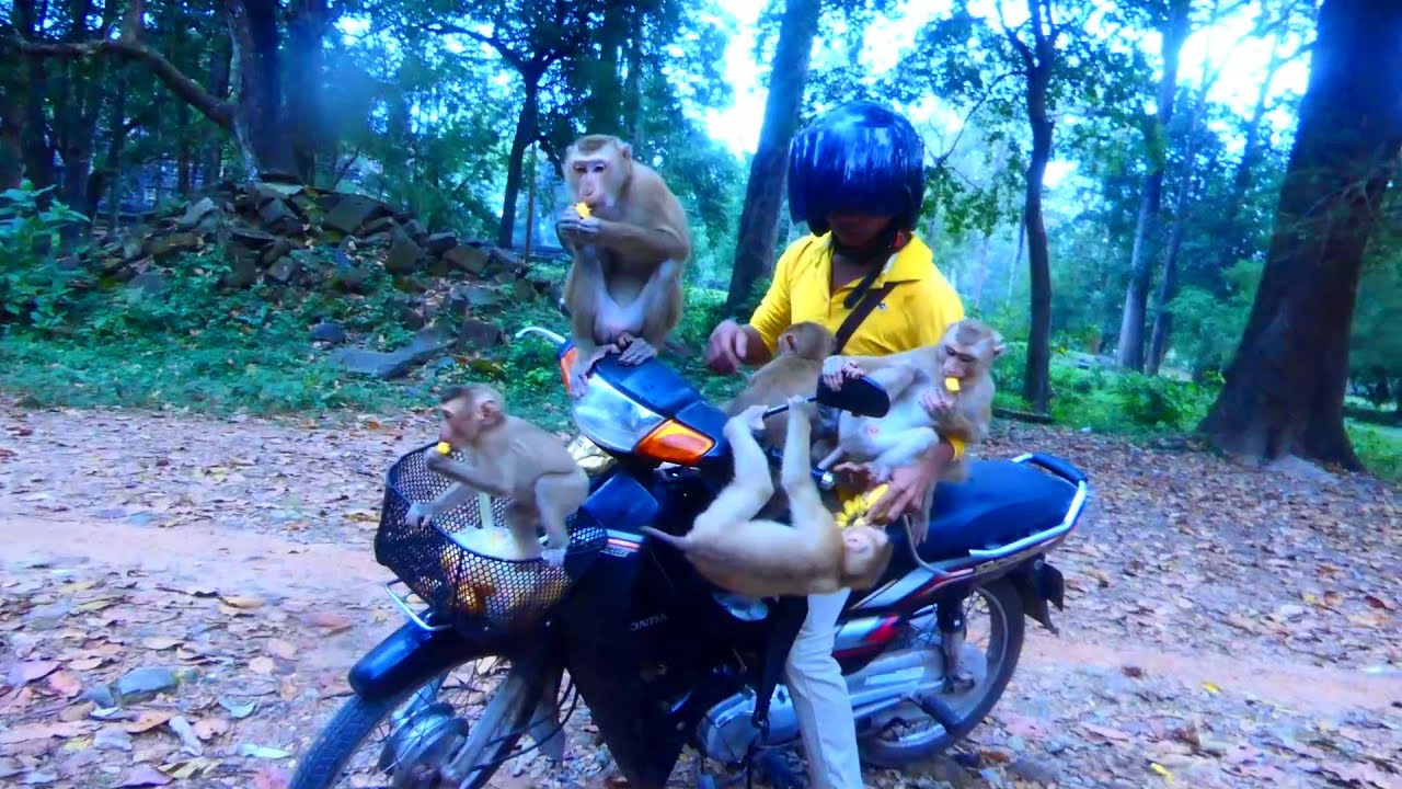 Welcome video 5th November Yat is feeding monkeys and help Gina - YouTube