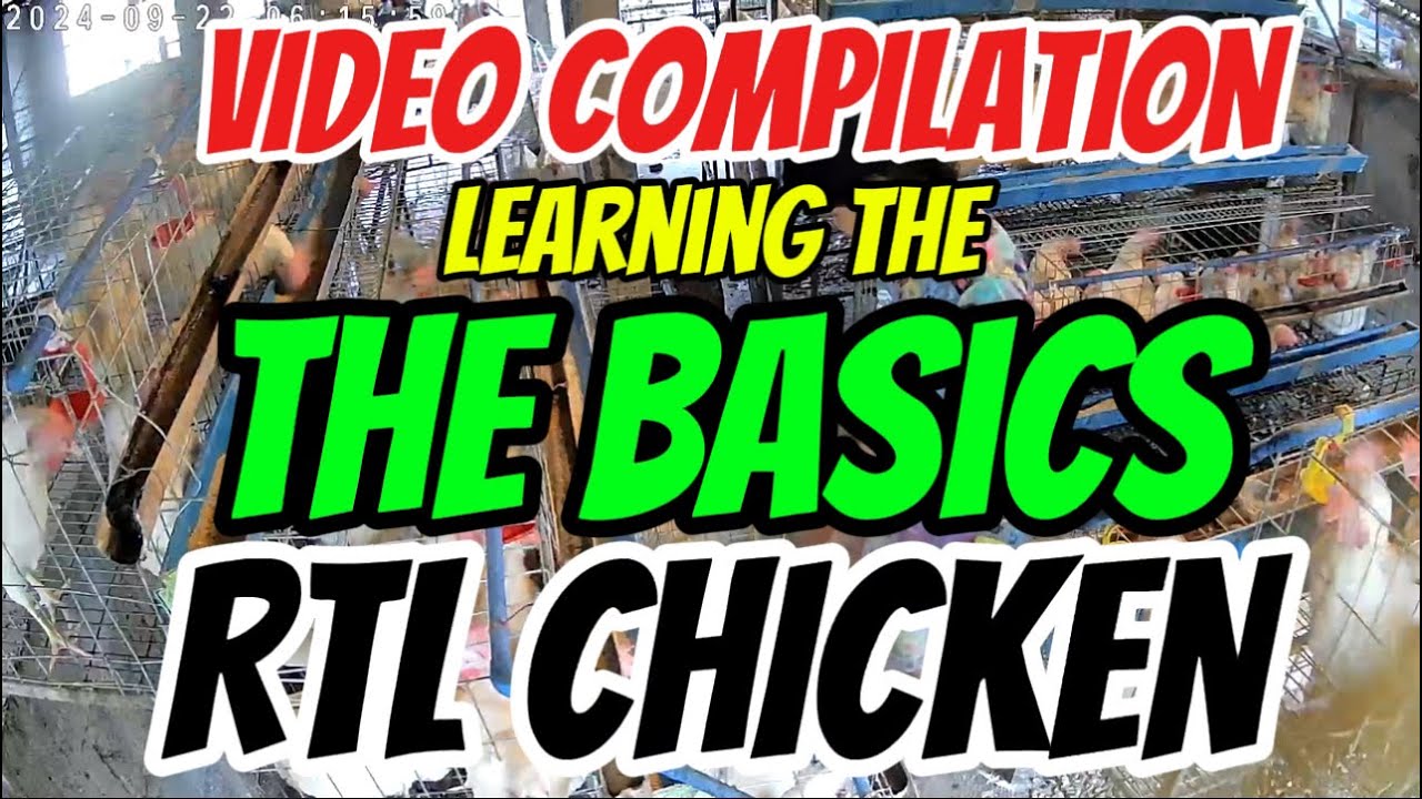 THE RTL CHICKEN BUSINESS: LEARNING THE BASICS - YouTube