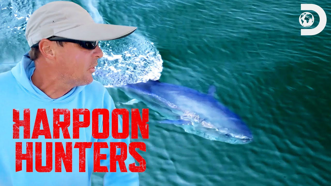 The Bluefin Tuna Hunt Begins | Harpoon Hunters | Discovery Channel ...