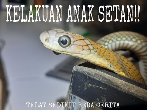 KING COBRA FAST STRIKE | FEEDING VENOMOUS SNAKE | LIVE FEEDING VENOMOUS SNAKES