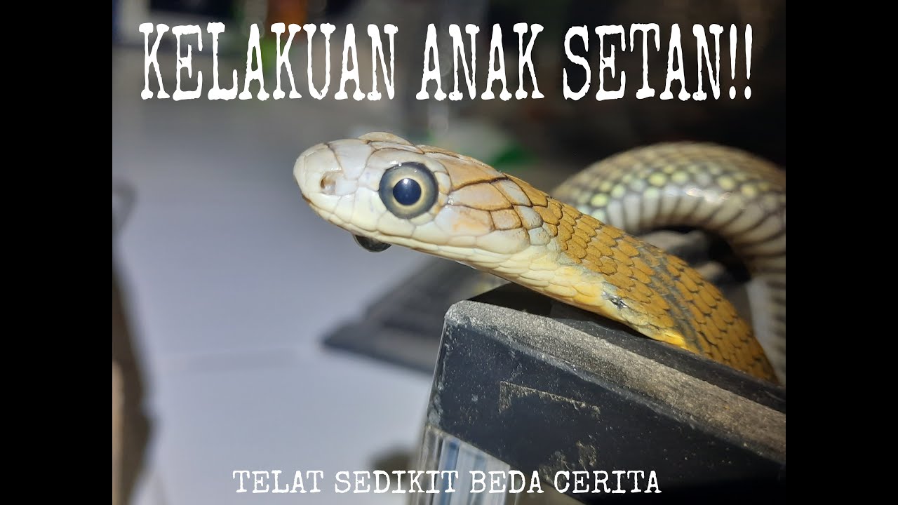 KING COBRA FAST STRIKE | FEEDING VENOMOUS SNAKE | LIVE FEEDING VENOMOUS ...