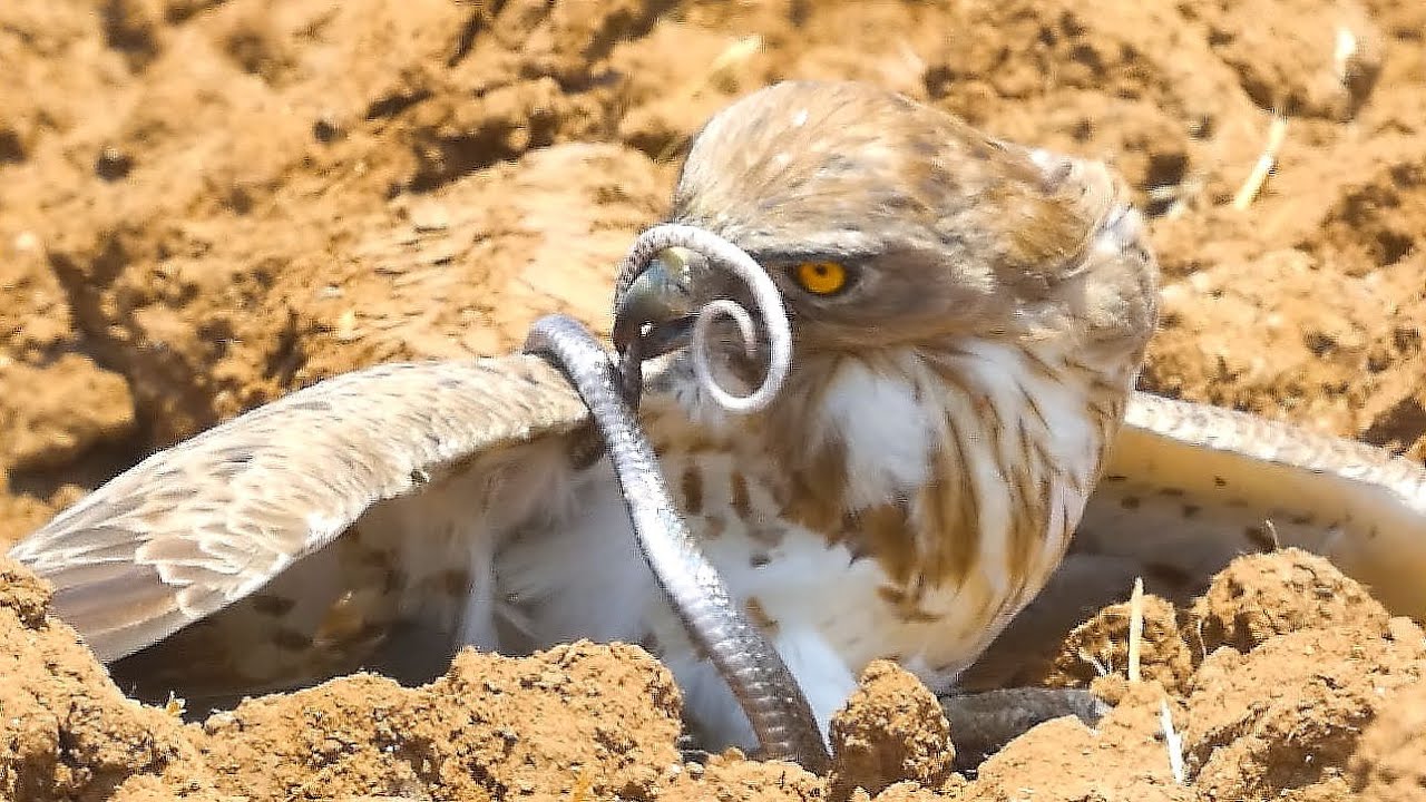 Snake and Eagle fighting for life - Episode 3 English version - YouTube