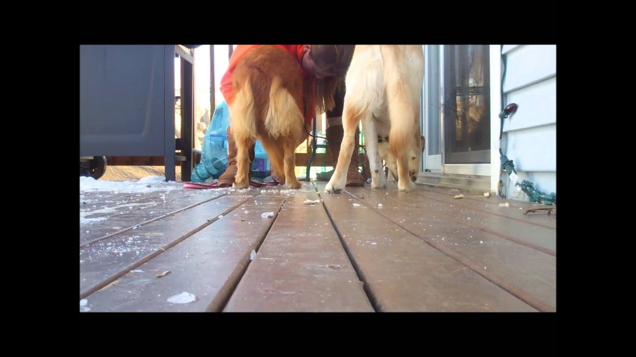 Blossom Getting her paws clipped and waxed - YouTube