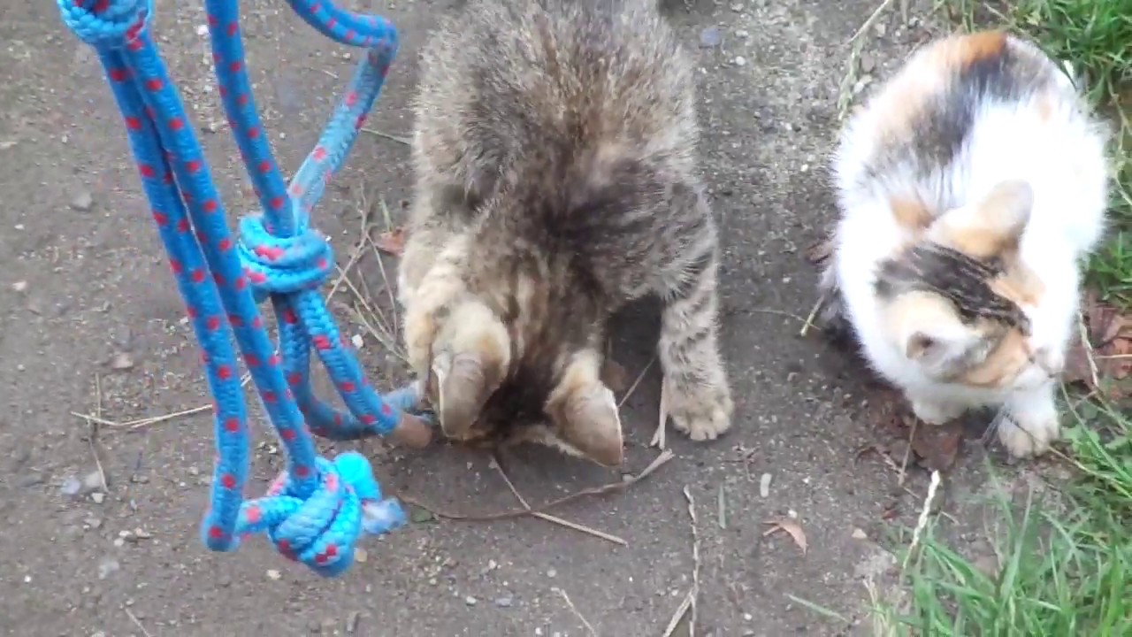 cute kittens playing with each others - YouTube