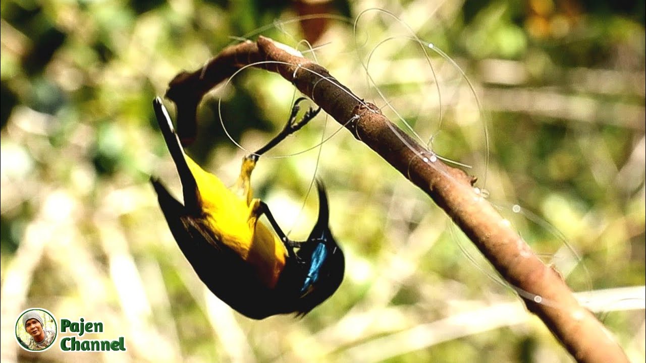 Jebakan Burung Dengan Senar Pancing - Menjebak Burung - YouTube