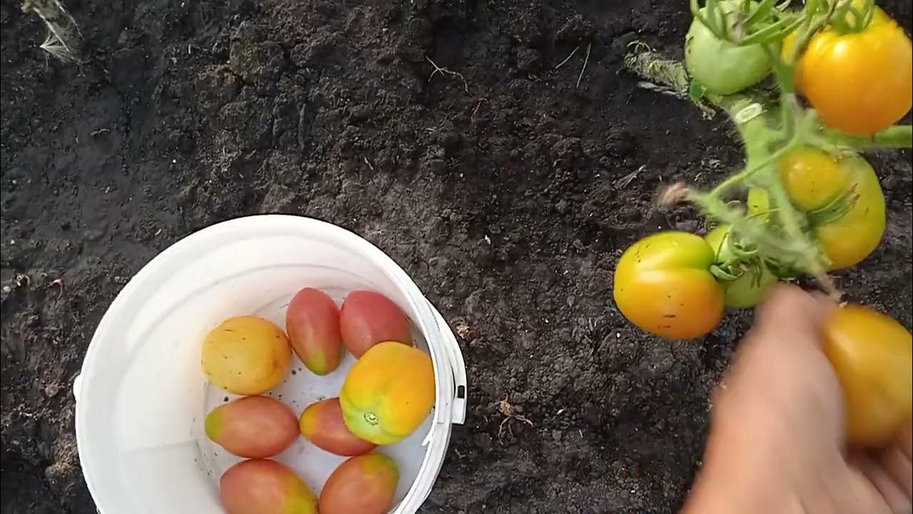 Эти ПОМИДОРЫ буду Выращивать Всегда сорта ЧИО ЧИО САН Розовый!!! 25.7 ...