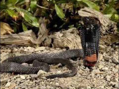 Top 5 fastest snakes in the world - YouTube