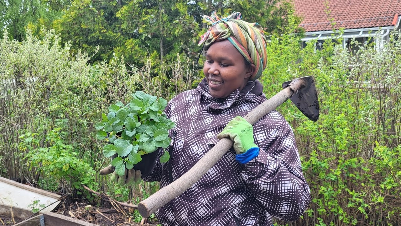 How to plant sukumawiki the kales - YouTube