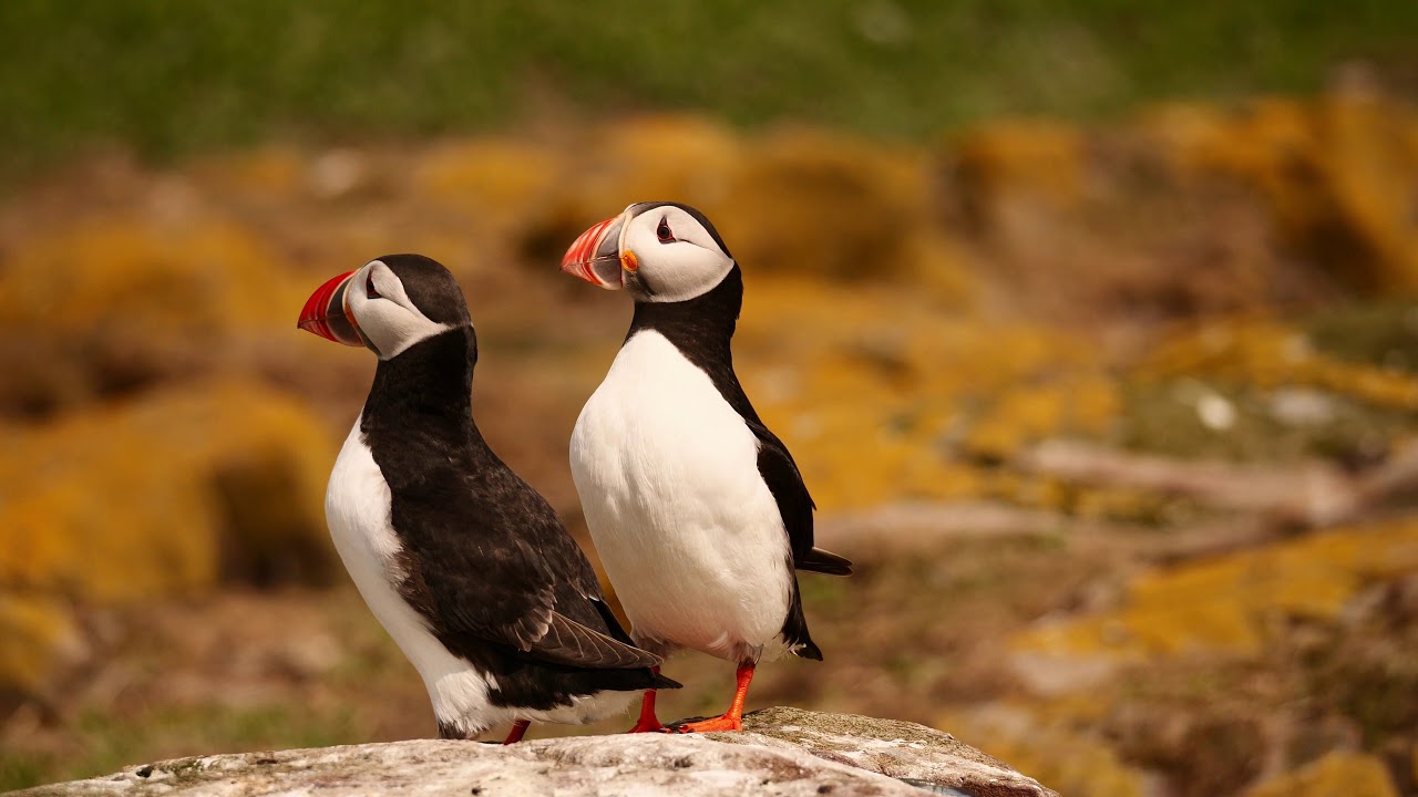 Puffins Song and Dance - YouTube