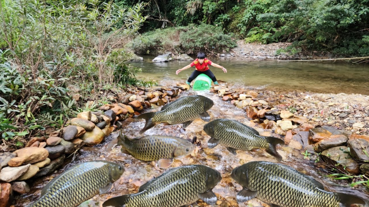 Boy Lam set a fish trap in a big stream. Surprisingly, he caught many ...