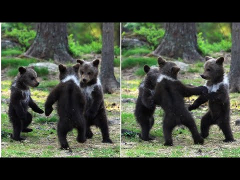 Dancing Baby Bears Captured In A Shot By A Teacher - YouTube
