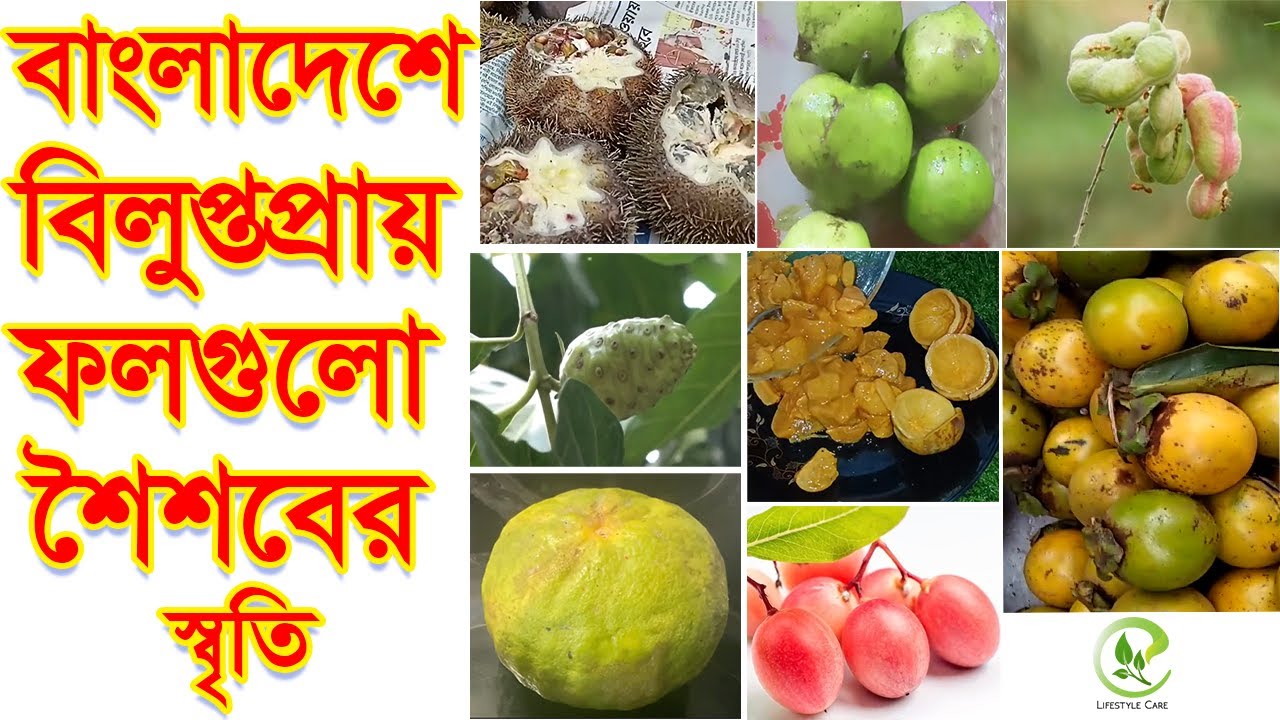 বাংলাদেশে বিলুপ্তপ্রায় দেশি ফলগুলো | The Indigenous Fruits are almost ...