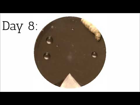 How Does Metarhizium Anisopliae Infect Insects