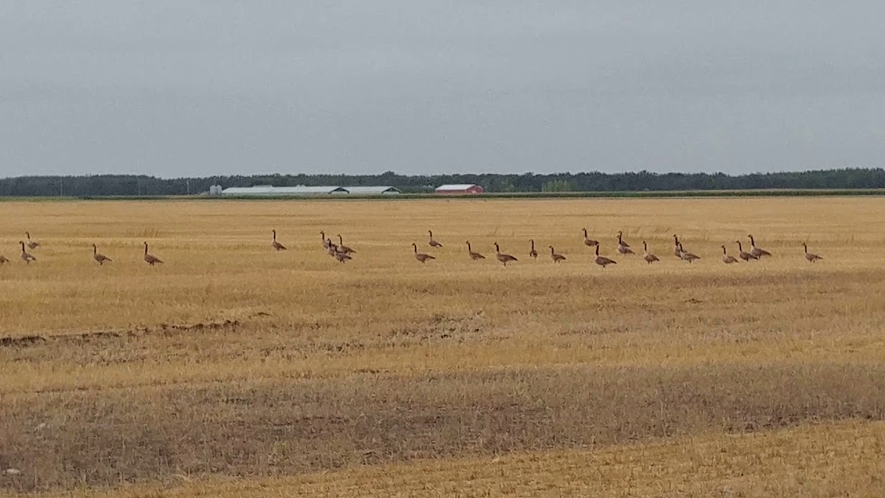 Black Lab chasing Canada Geese - YouTube