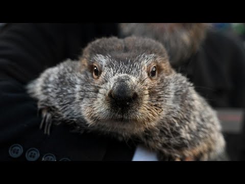 WATCH LIVE | Punxsutawney Phil gives his Groundhog Day prediction - YouTube