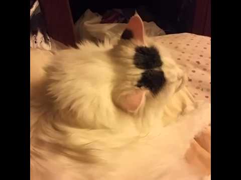 Neurotic Cat Pulling Fur Out - YouTube