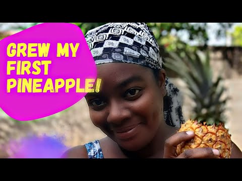How to grow pineapple. Time lapse and harverst - YouTube