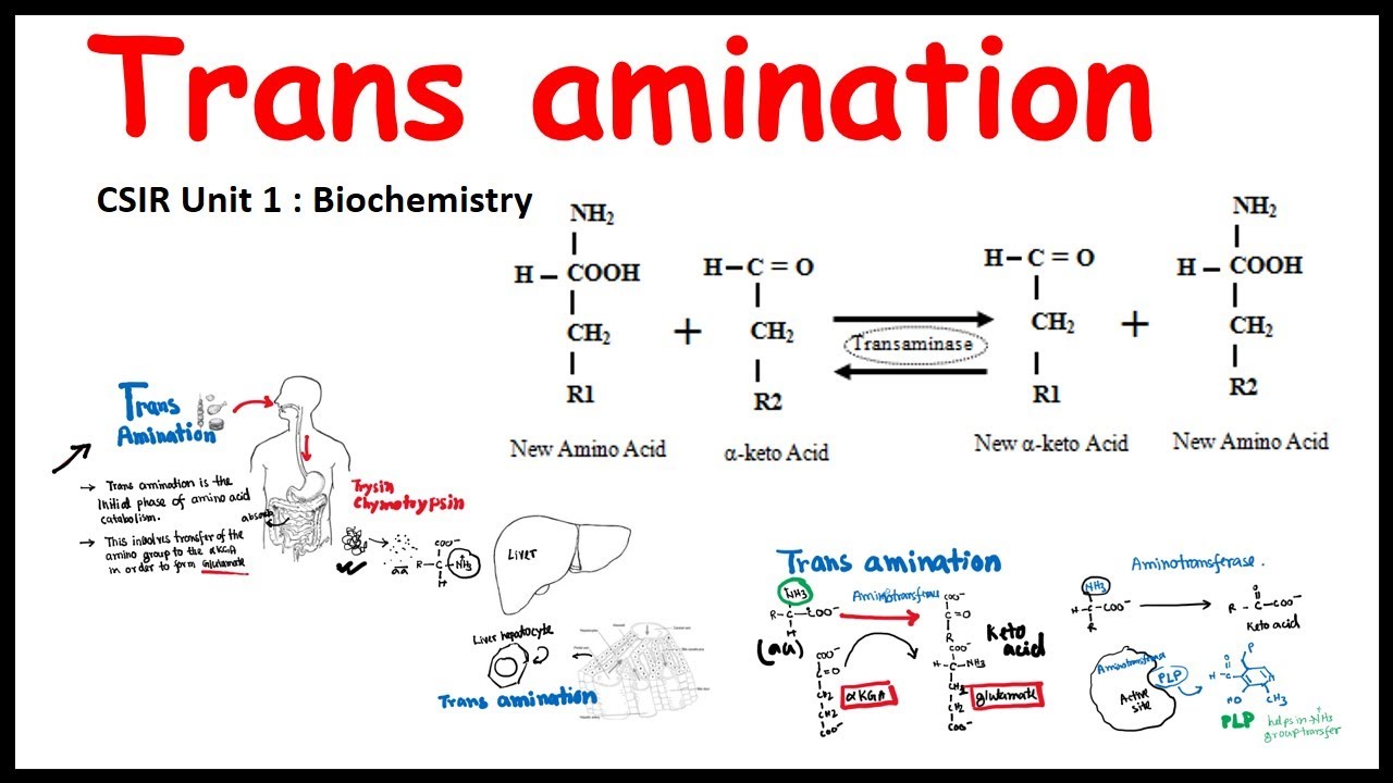 Trans amination : Amino acid catabolism ( CSIR UGC NET /GATE/IIT JAM ...