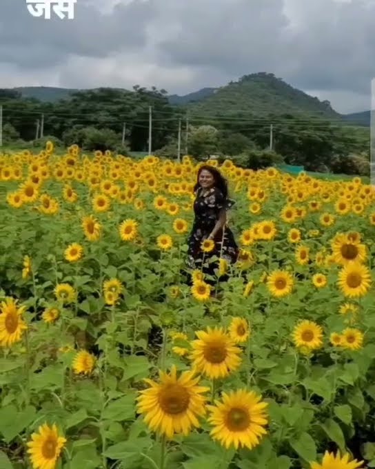 Sunflower fields forever - YouTube