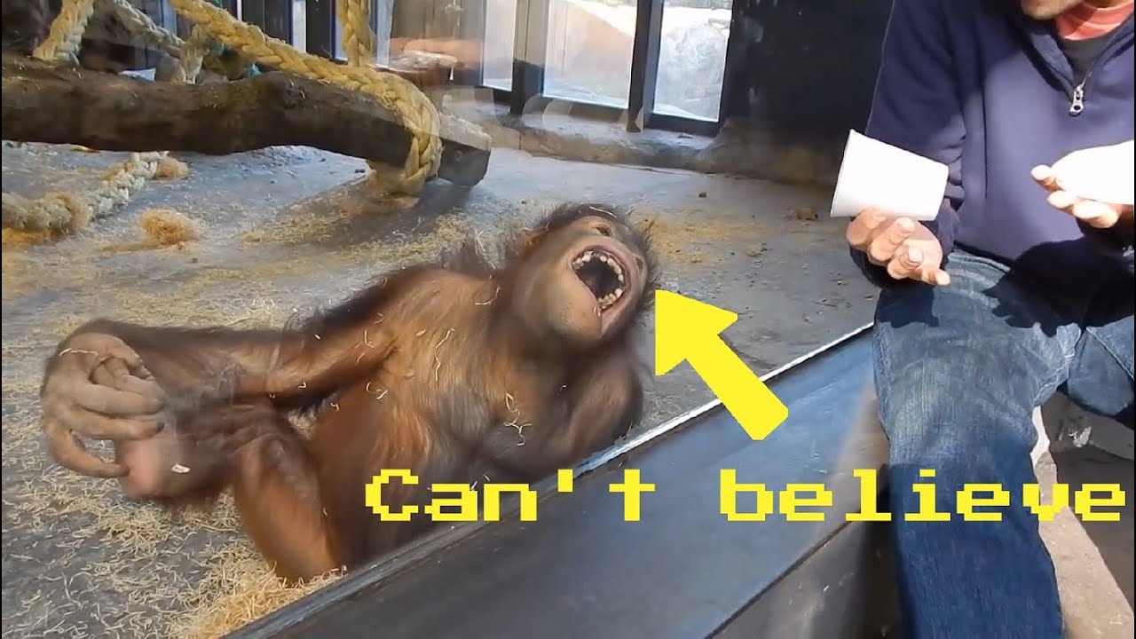 Monkey reacts to a magic trick! Amazing reaction! - YouTube